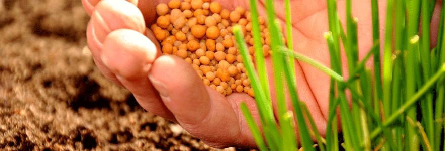 Graine potagère : conseils et astuces pour bien choisir